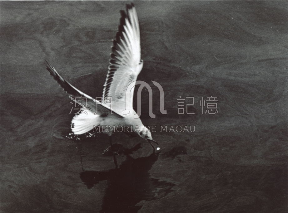 海鸥——觅食 - 澳门记忆